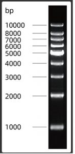 1 kb DNA ladder – Taurusinc